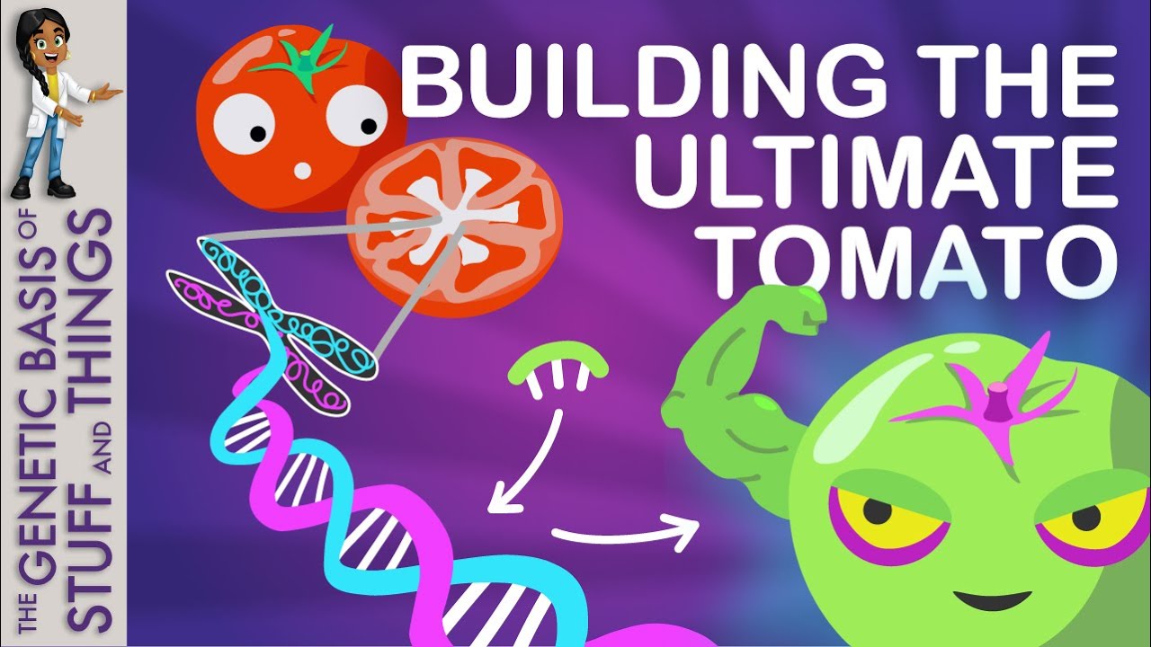 Gene editing wild tomatoes: A recipe for a better future? - YouTube