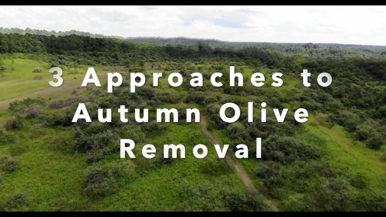 #25 Autumn Olive Removal - 3 Easy Methods Demonstrated on the Habitat ...