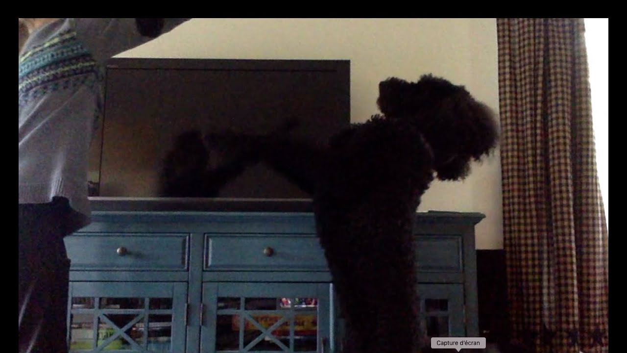 HOW TO SHOW YOUR DOG TO STAND ON 2 FEET - YouTube