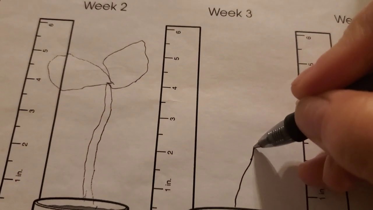 Plant Growth Week 3 YouTube plant-growth-week-3-youtube