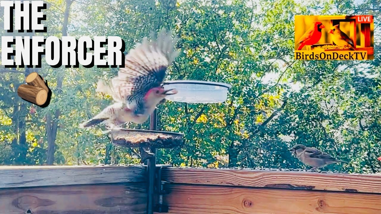 Woody Lands with Authority On Deck | The Enforcer Has Arrived Ft ...