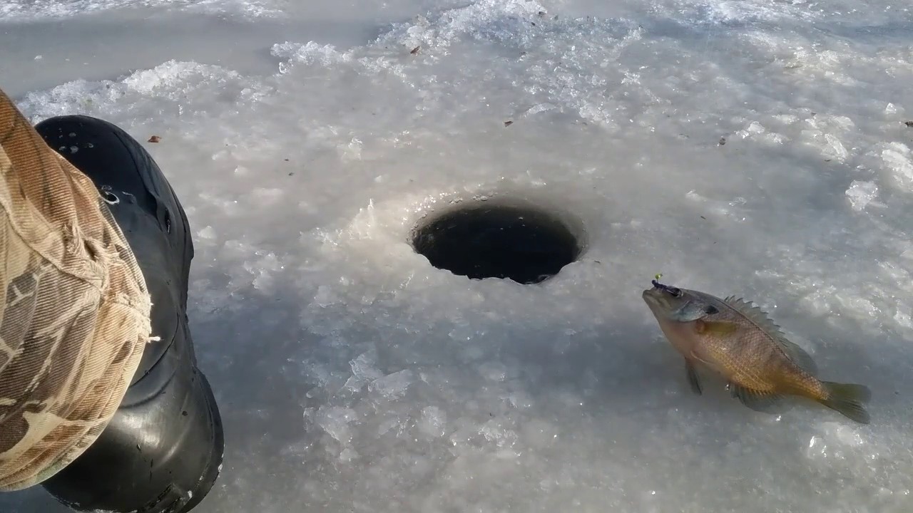 Early Ice: Ice Fishing Wisconsin for Perch and Bluegills - YouTube