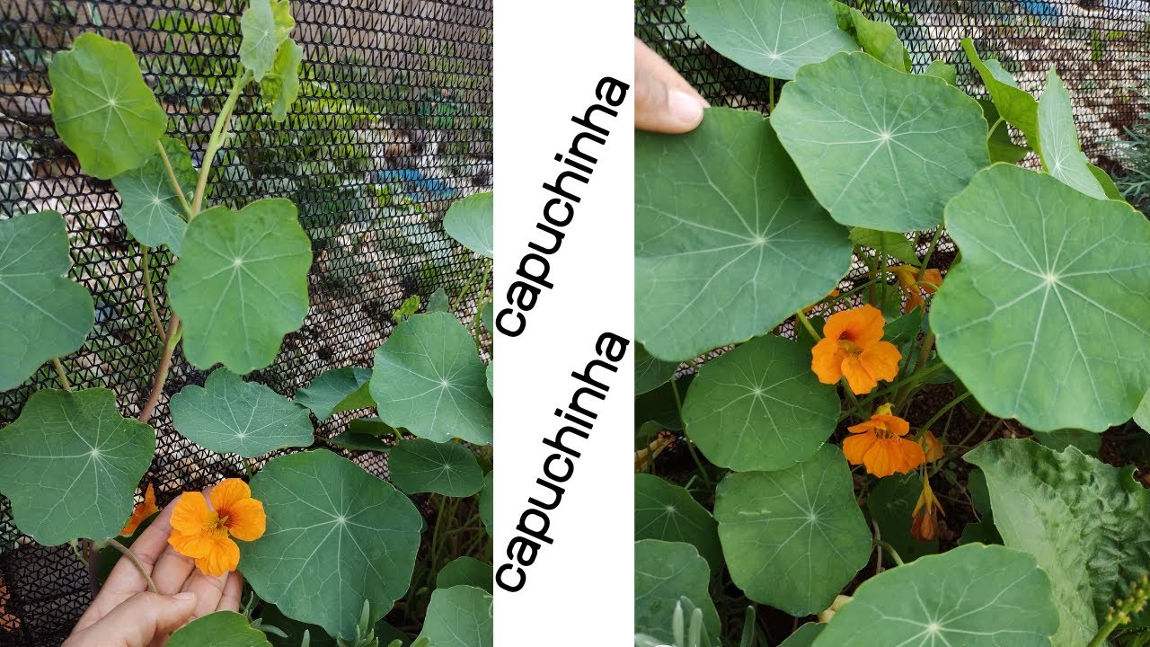TODA COMESTÍVEL , Conheça a Capuchinha ! - YouTube