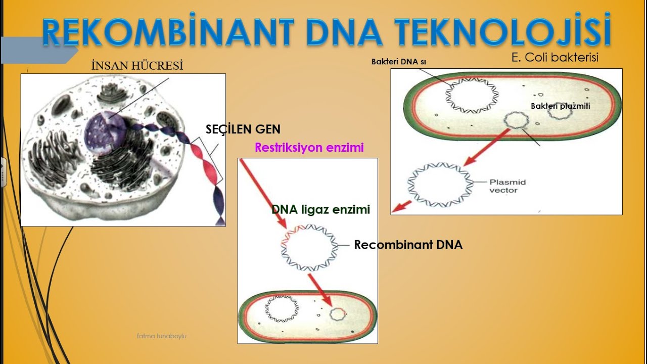 REKOMBİNANT DNA TEKNOLOJİSİ VE KULLANIM ALANLARI - YouTube