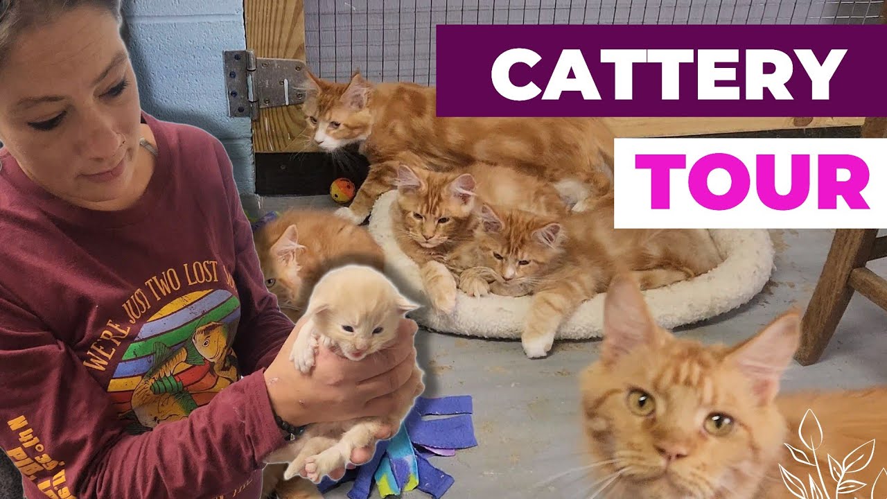 Exploring Kathy's Kattery: Maine Coon Paradise 🐾 Windy Hill Pets ...