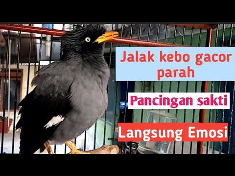 pancingan jalak teriak pemanggil jalak lain√Ryan01
