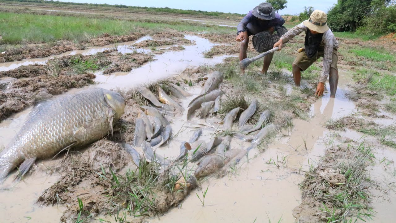 Wow Amazing Giant Fish And Duck Eggs Catfish In Mud Rice Farm, Lucky ...