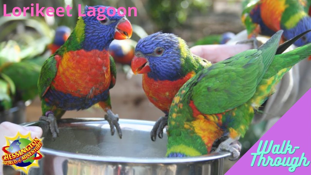 Chessington World Of Adventures: Lorikeet Lagoon - Walkthrough 2022 (SUB ENG/NED) - YouTube