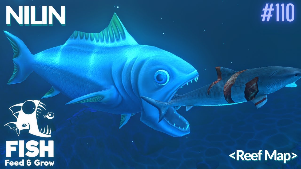 Feed And Grow Fish : Nilin - YouTube