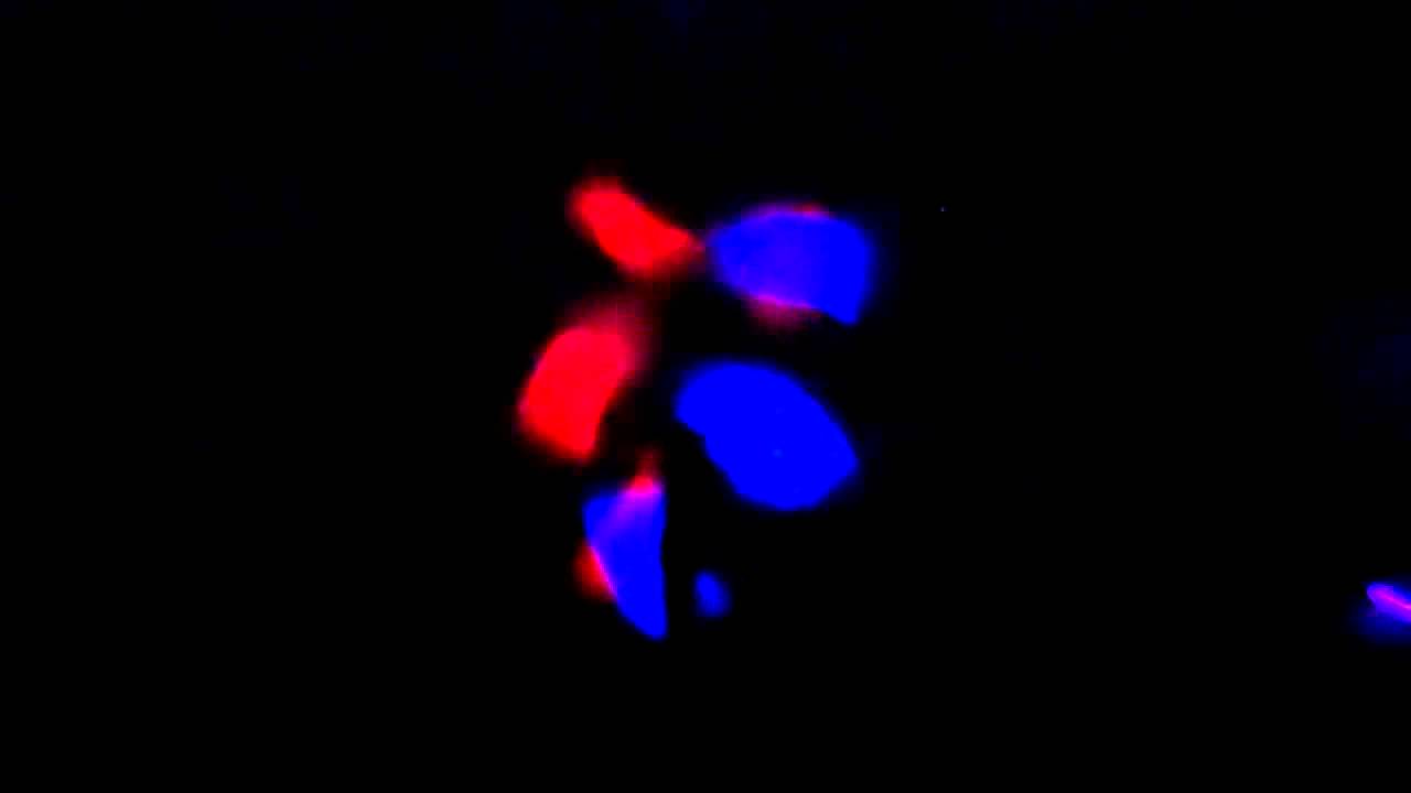 One Life Flags Black Light - YouTube