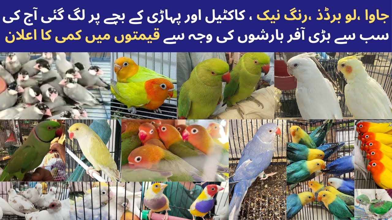 Multan Birds Market | Birds Price | Sunday Birds Market | 10-8-2025 ...