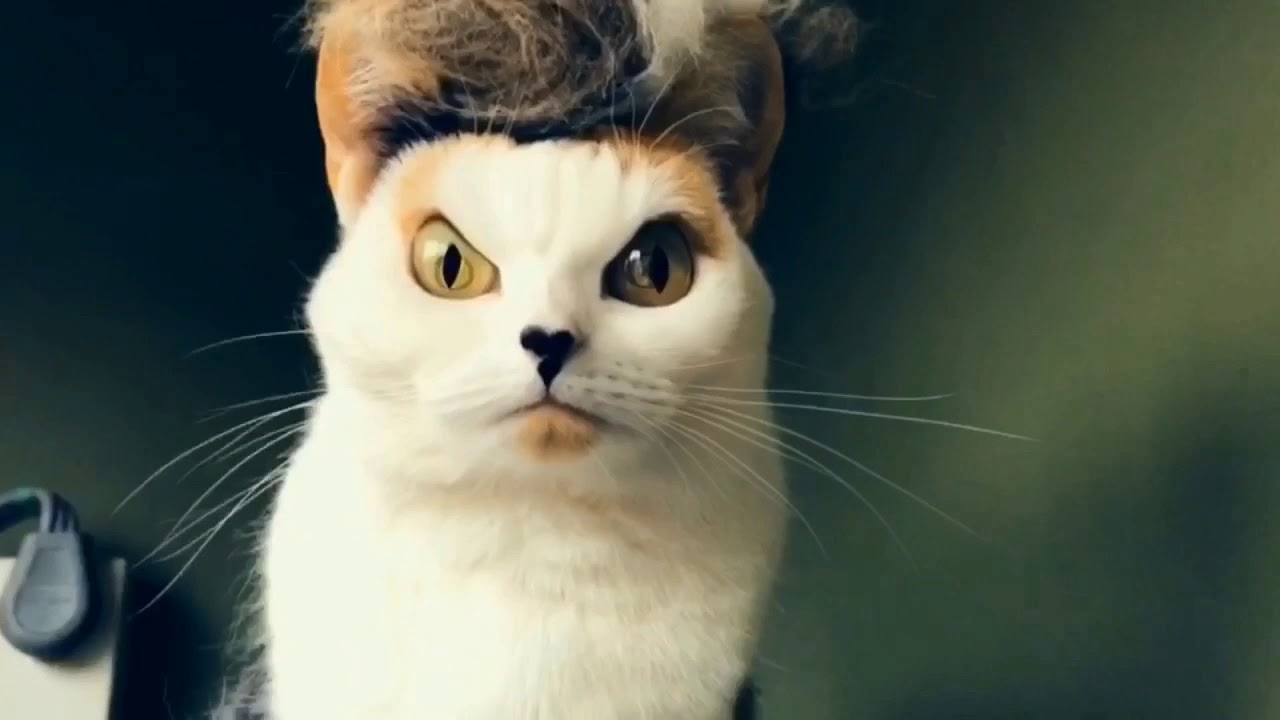 Fire Walk With Meow - YouTube