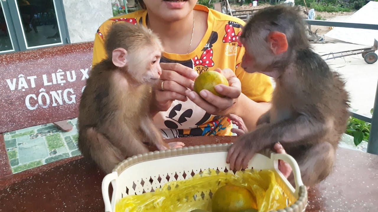 Two little monkeys obediently wait in line for Mom to share fruit - YouTube