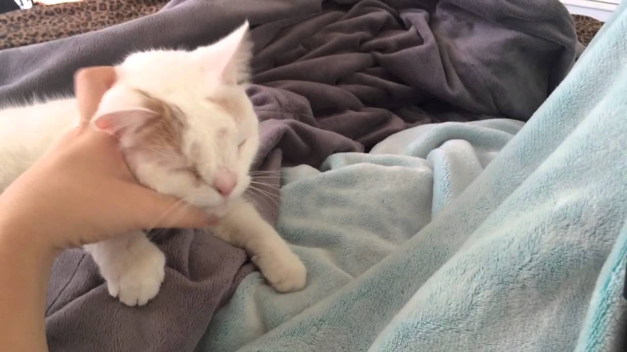 YOU PET ME NOW - YouTube