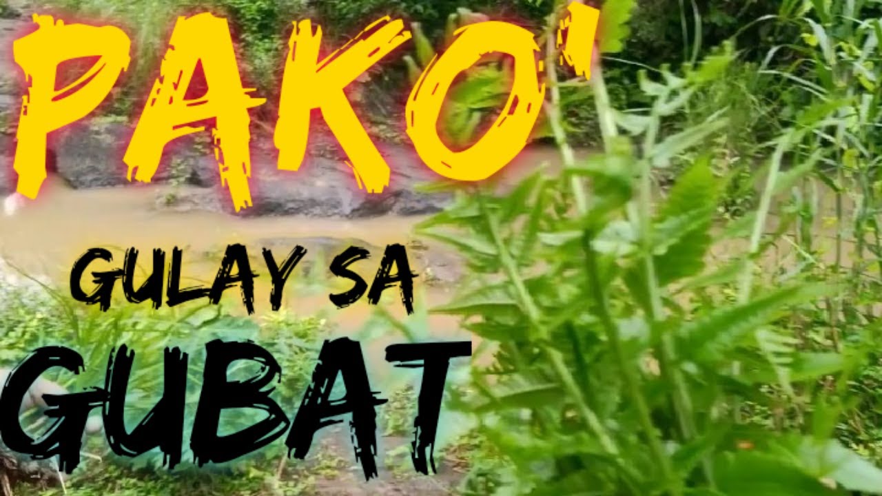 PAKO' Gulay sa GUBAT - YouTube