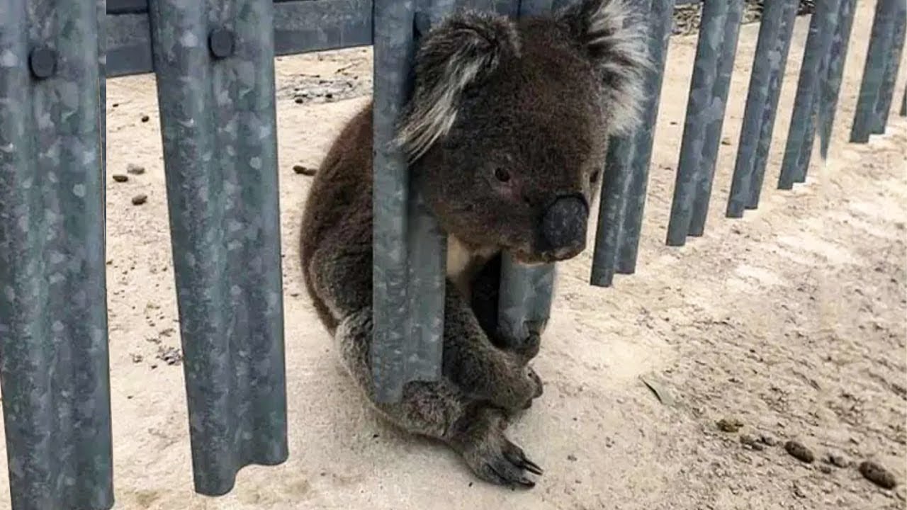Golden Retriever Rescues Adorable Baby Koala from Certain Death - YouTube