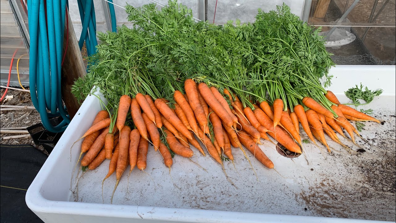 Evening garden walk. Winter carrot harvest. - YouTube