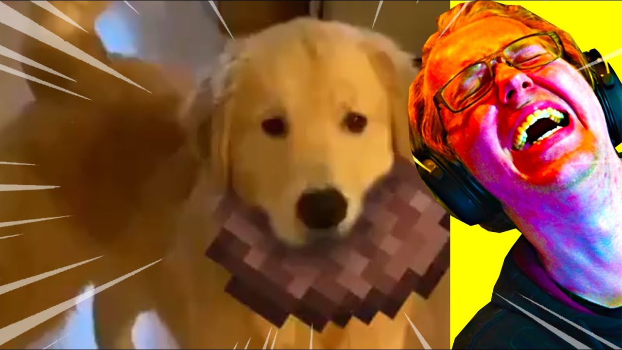 THE LONGEST UNUSUAL MEMES (DOG STOLE MY MINECRAFT FOOD) - YouTube