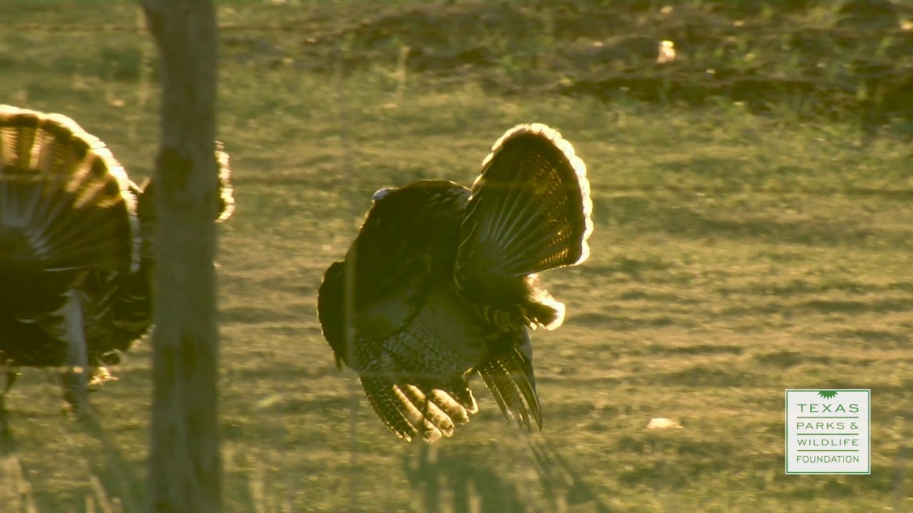 Take :30 for Nature- Turkeys in the Morning - YouTube