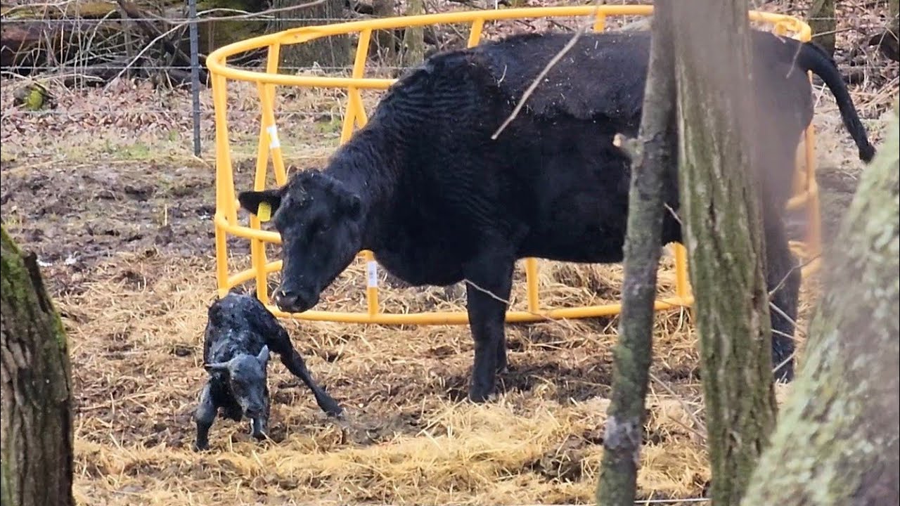Our First Baby Born On The Homestead | Heifer Calving | Spring Calving ...