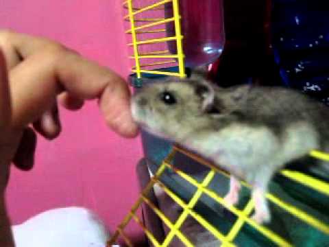 hamster bites my finger - YouTube