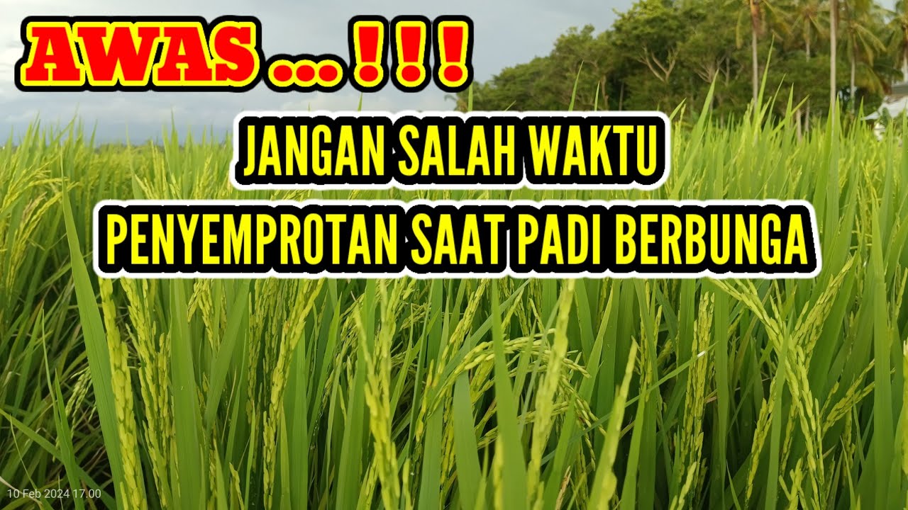 waktu yg tepat penyemprotan fungisida dan nitrisi saat padi berbunga ...