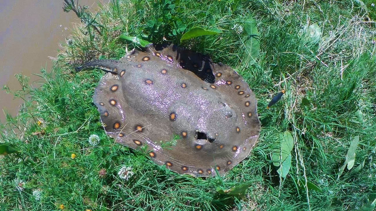 Pescando Rayas de Río - Santa Fe - Pavón - YouTube