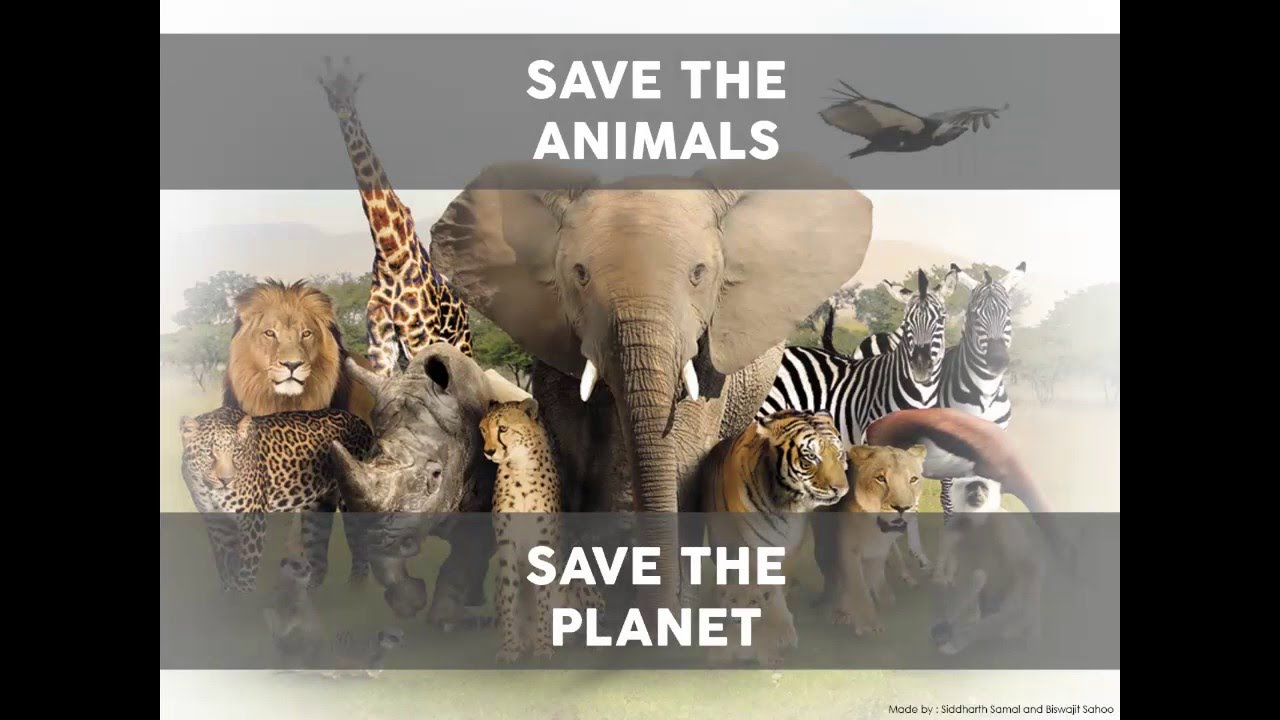 Save The Animals - YouTube