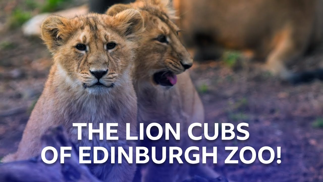 The First Litter Of Lion Cubs In Ten Years | Inside The Zoo | BBC ...