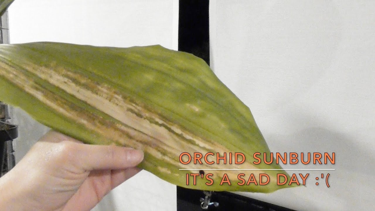 Orchid Sunburn - awareness of changing seasons - YouTube
