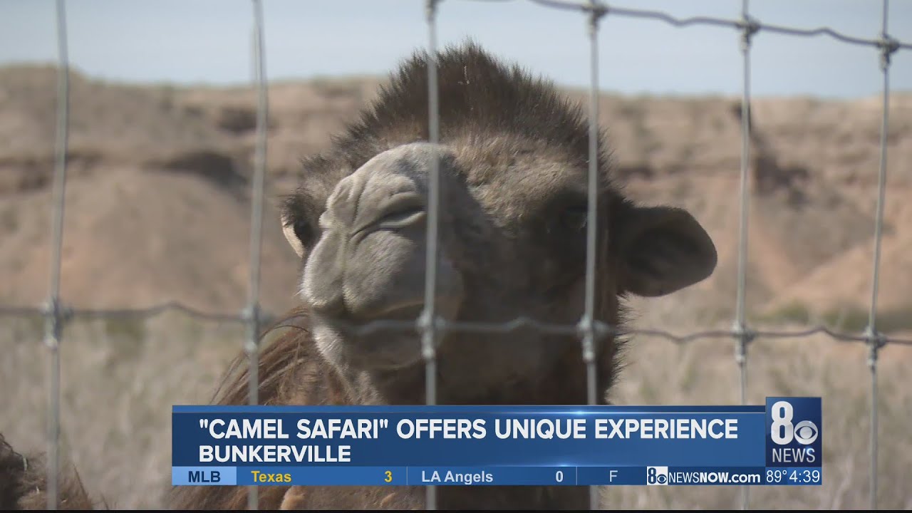 Camel Safari bringing new experience to Southern Nevada - YouTube