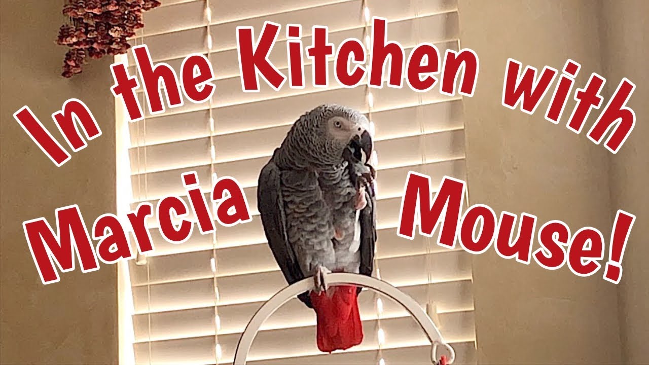 Einstein Parrot & Marcia Mouse in the Kitchen - YouTube