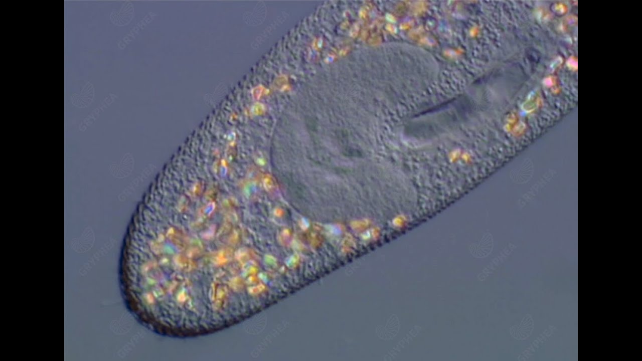 Cytologie des Protozoaires - YouTube