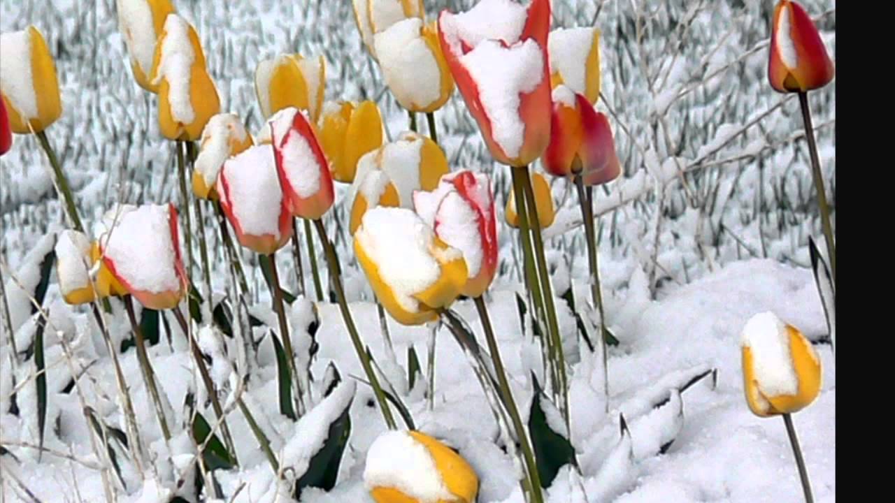 Snow on Spring Flowers - YouTube