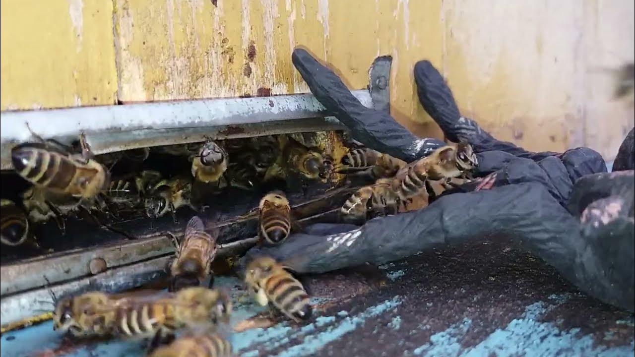 Bees vs. Giant Spider #BeeBuzzUa #beekeeping #battle - YouTube