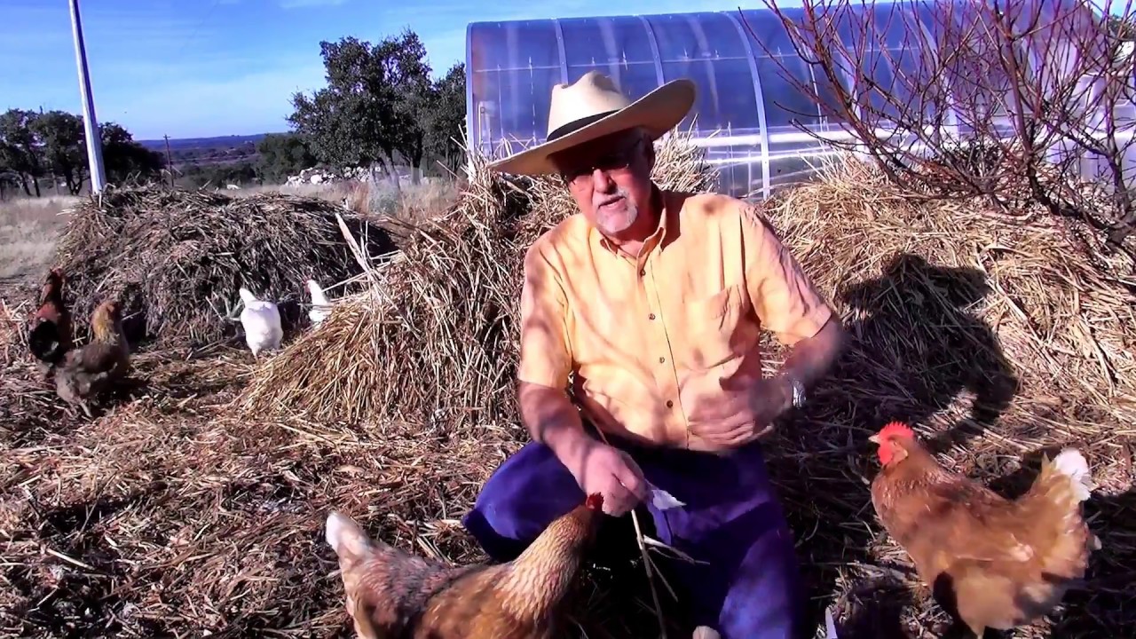 Review of American Bresse Chickens from Greenfire Farms - YouTube