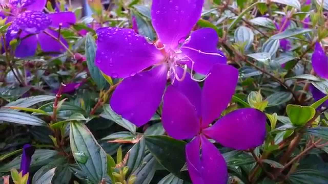 Tibouchina semidecandra - princess flower - lasiandra - glory bushes HD ...