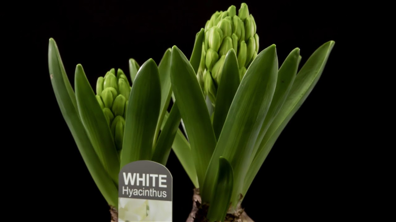 White Hyacinth / Witte Hyacint - Timelapse - YouTube