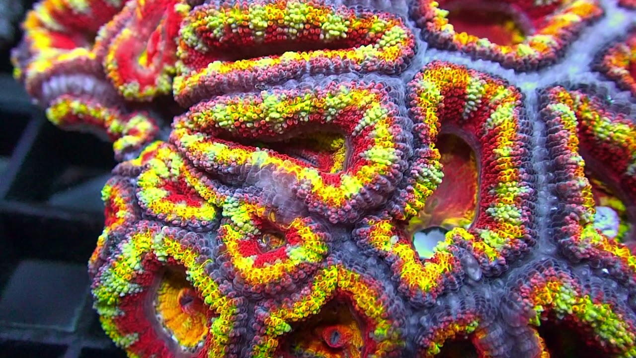 Ultra Rainbow Acans - YouTube