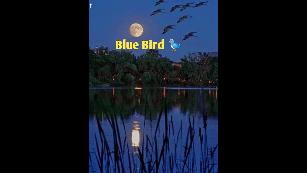 Blue Bird - YouTube