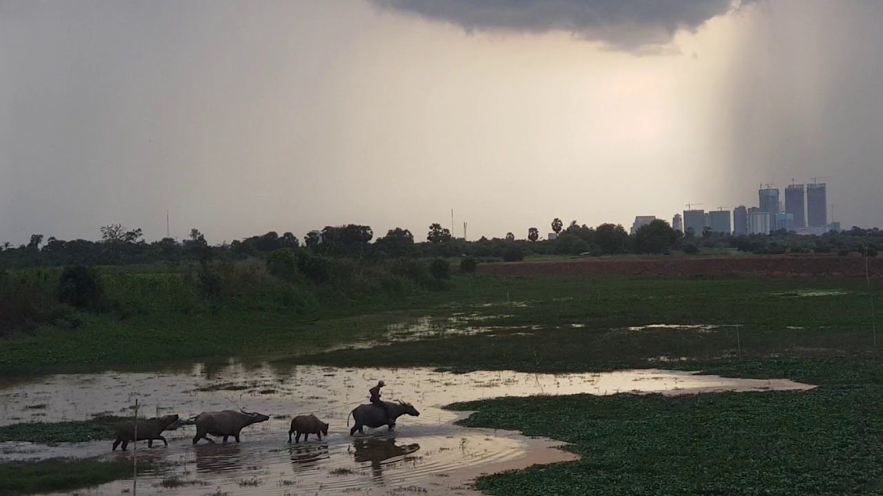 Buffalo back from field - YouTube