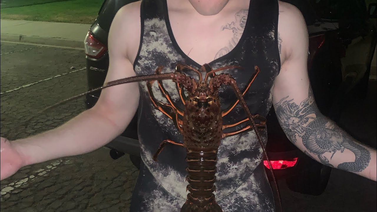 The limp lobsta gang strikes again (lobster diving san diego, opening ...