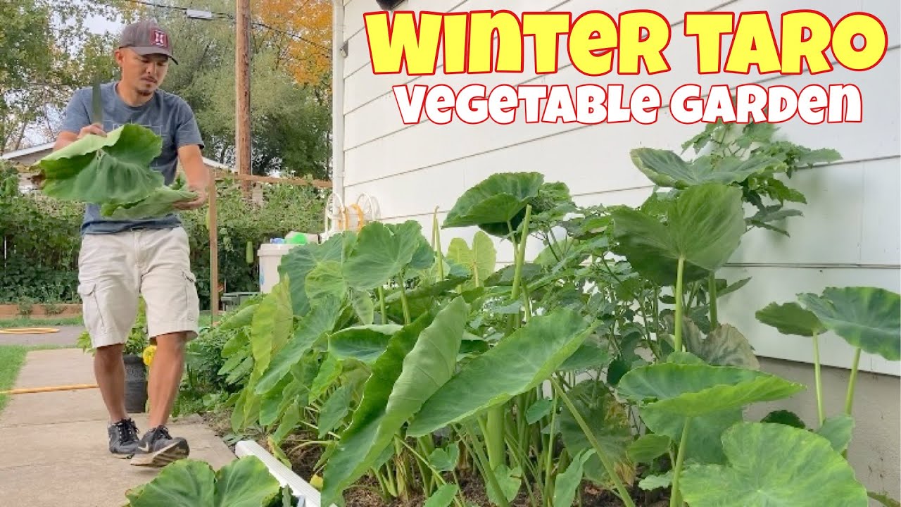 Gabi pang winter | namitas ng Siling panigang at marami pang bunga ang ...