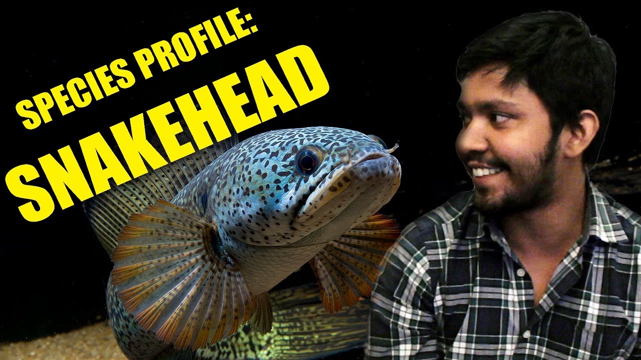 SPECIES PROFILE: All About SNAKEHEAD Fish (Channa Fish) - YouTube