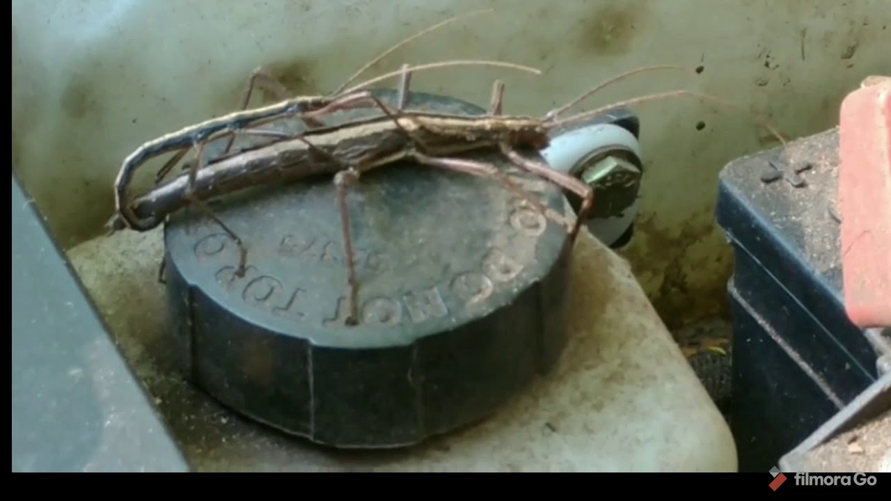 Two Striped Stick Insect: BEWARE! - YouTube