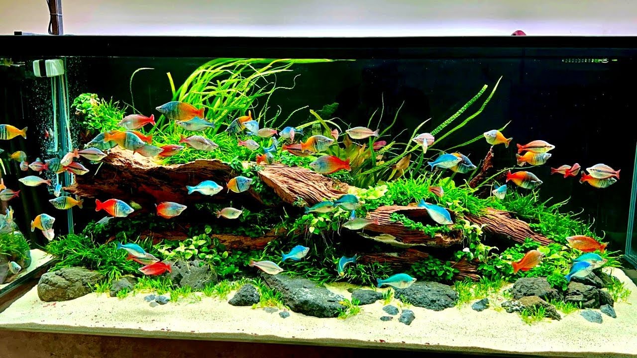 The Ultimate Planted Rainbowfish Aquarium | Incredible Rainbow River ...