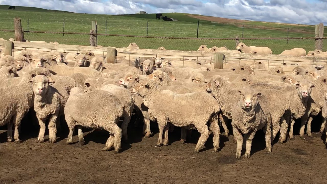 Delatite ewes Feb shorn SIL merino - YouTube