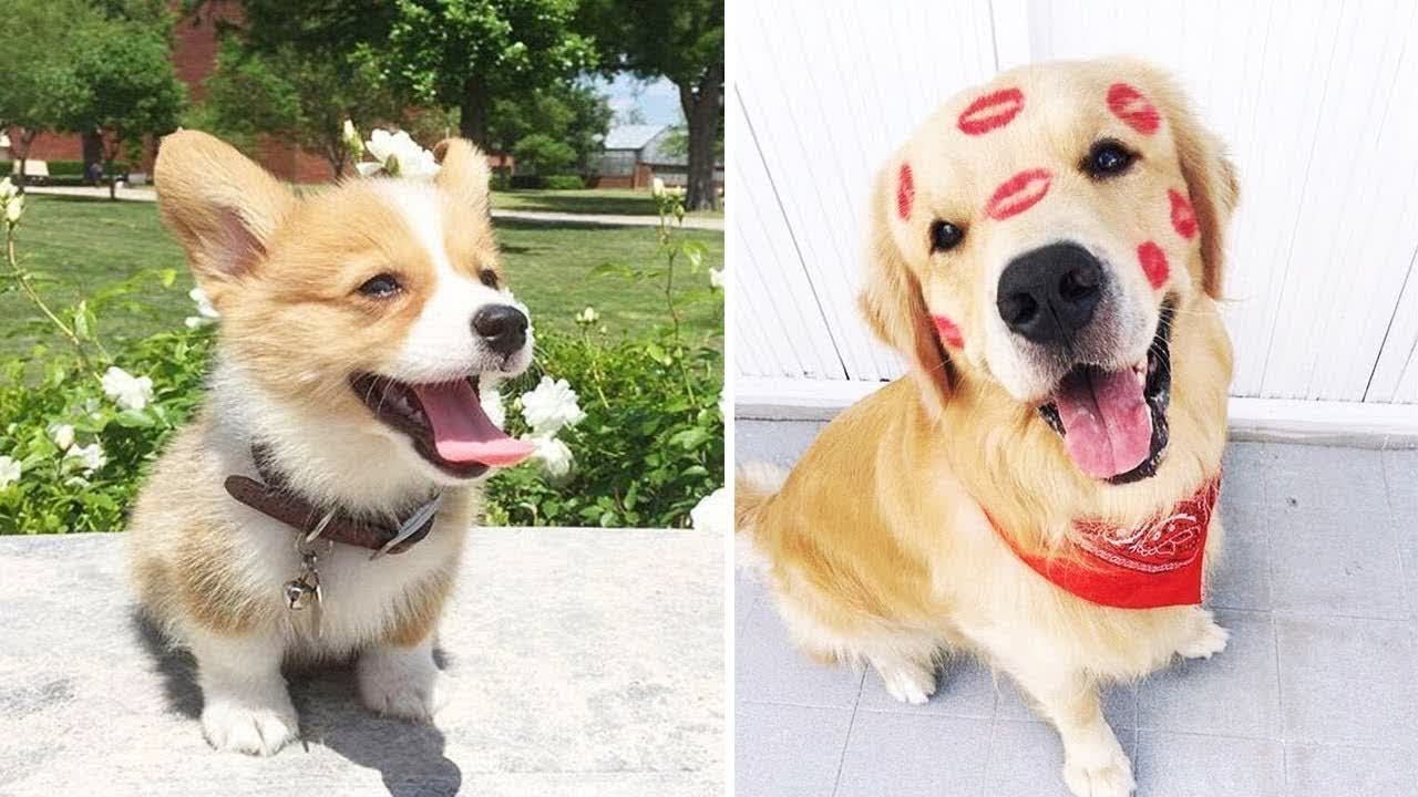 ♥Cute Puppies Doing Funny Things 2019♥ #20 Cutest Dogs - YouTube