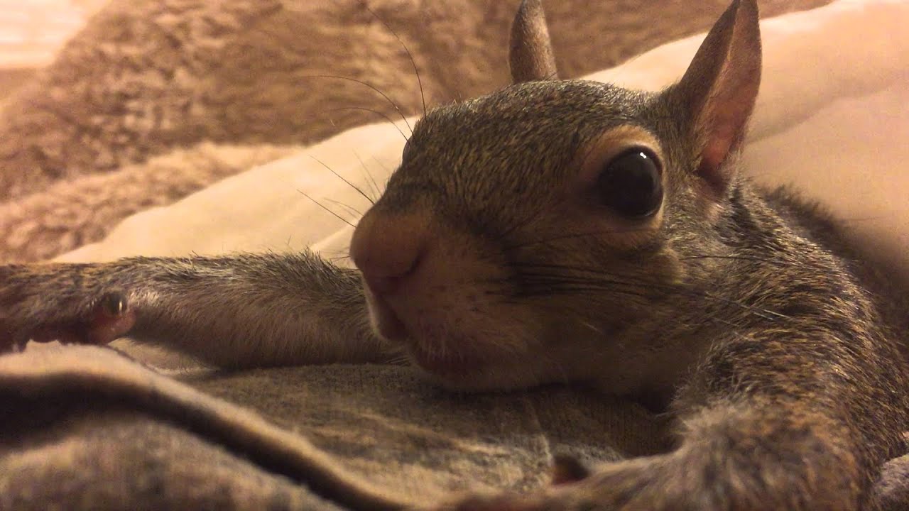 Bedtime Squirrel - YouTube