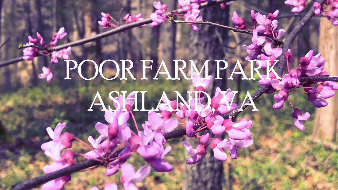 Poor Farm Park (Ashland, VA) Walking Trails - YouTube